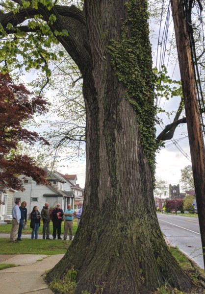 Audubon Honors Largest Reported Tree in NJ