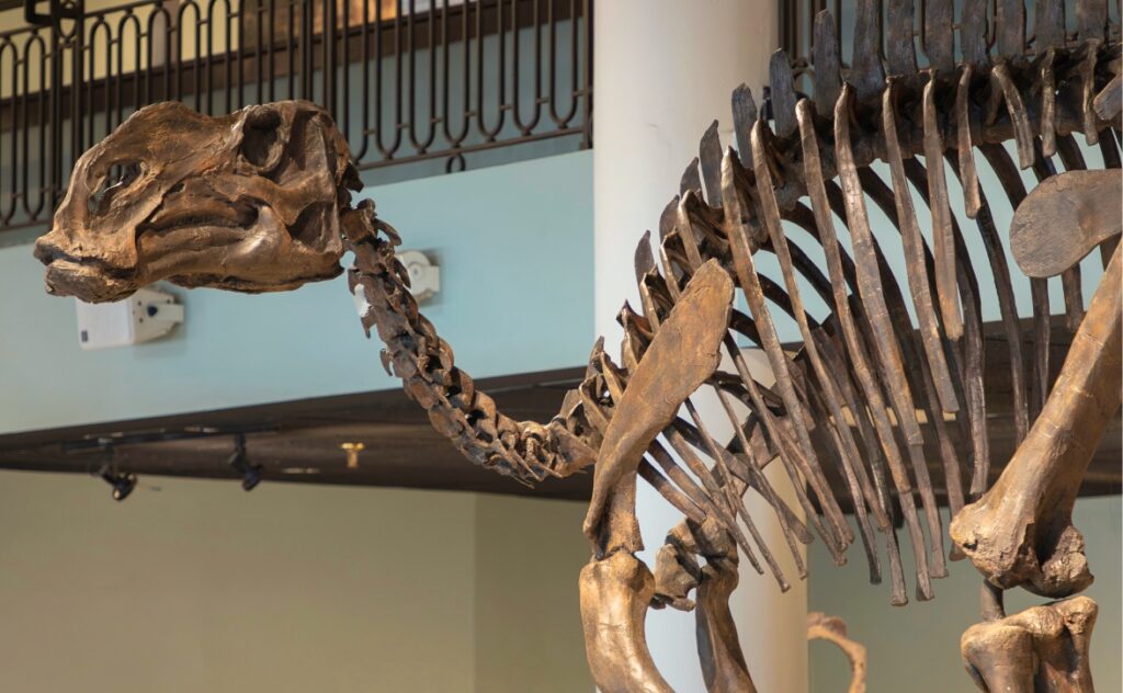 'Haddy,' America's First Dinosaur, Returns to Philadelphia's Academy of ...
